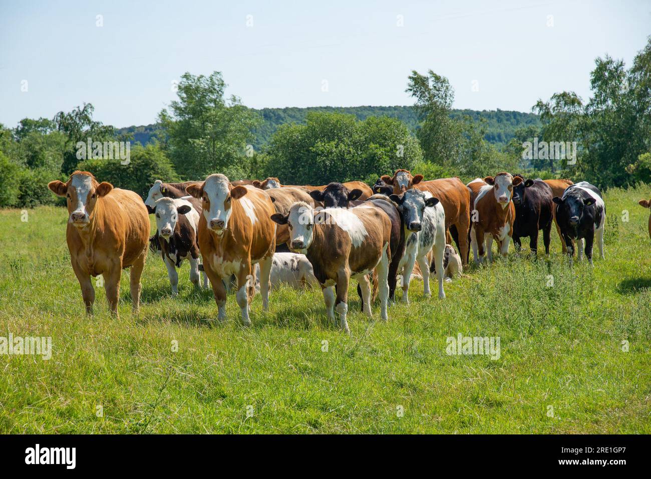 Agriculture cattle hi-res stock photography and images - Alamy