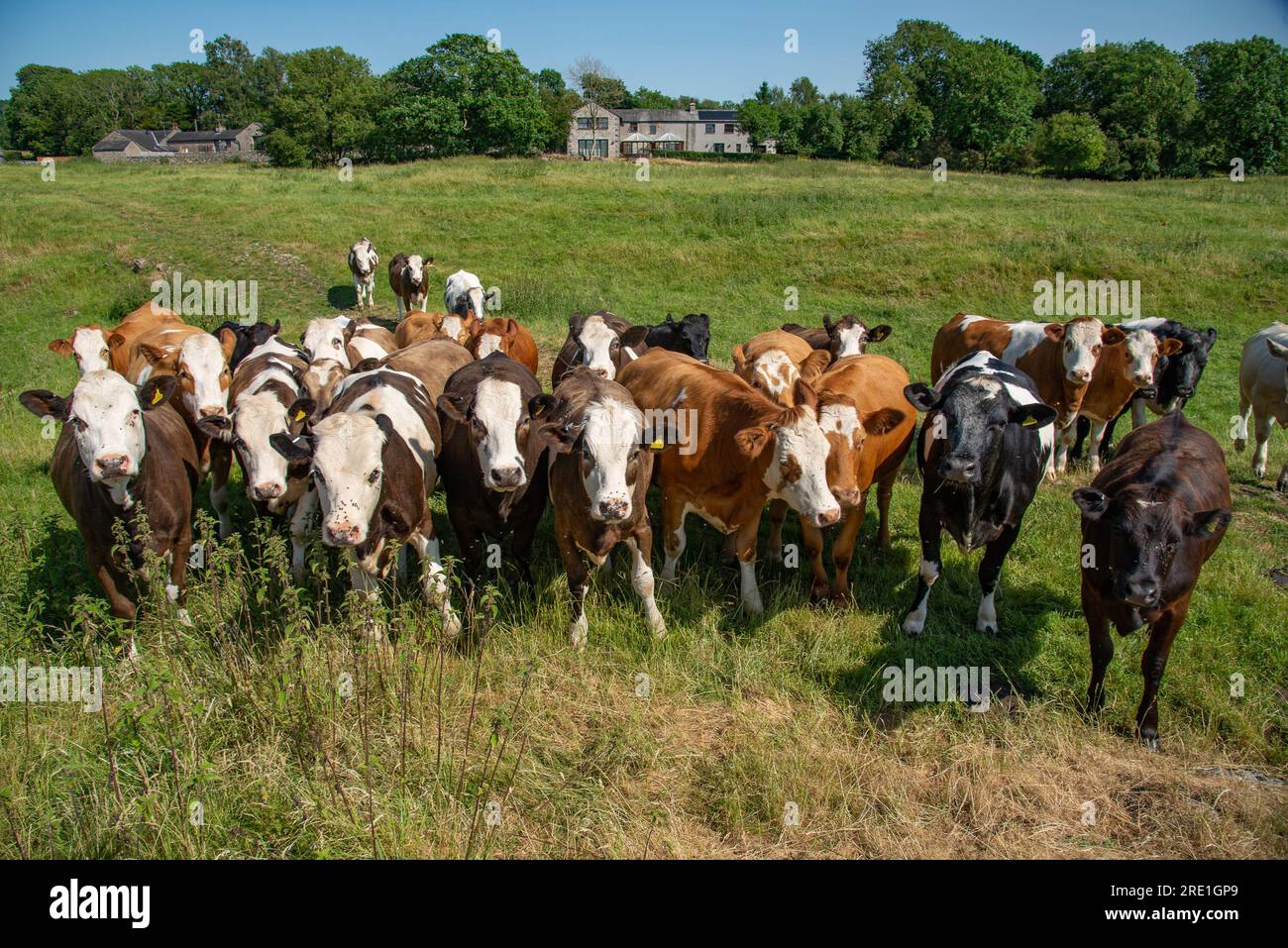 Young beef cattle, Silverdale, Carnforth, Lancashire, UK Stock Photo ...