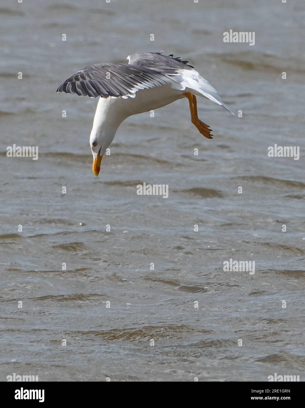 A Yellow-footed gull fishing on the Kent Estuary, Arnside, Cumbria, UK ...