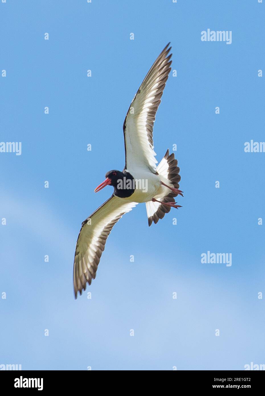 A flying Oystercatcher, Dumfries, Scotland Stock Photo - Alamy