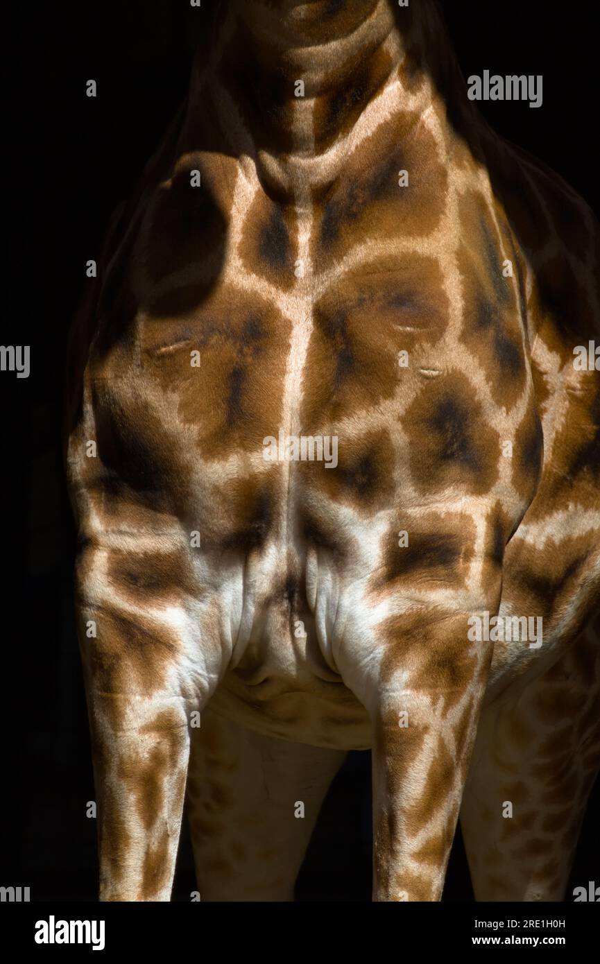 Sunlit Chest Of A Rothschild's Giraffe, Giraffa camelopardalis ...