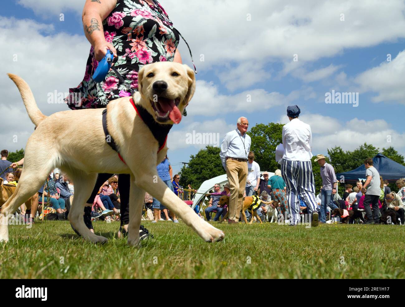 Dog parade hi-res stock photography and images - Alamy