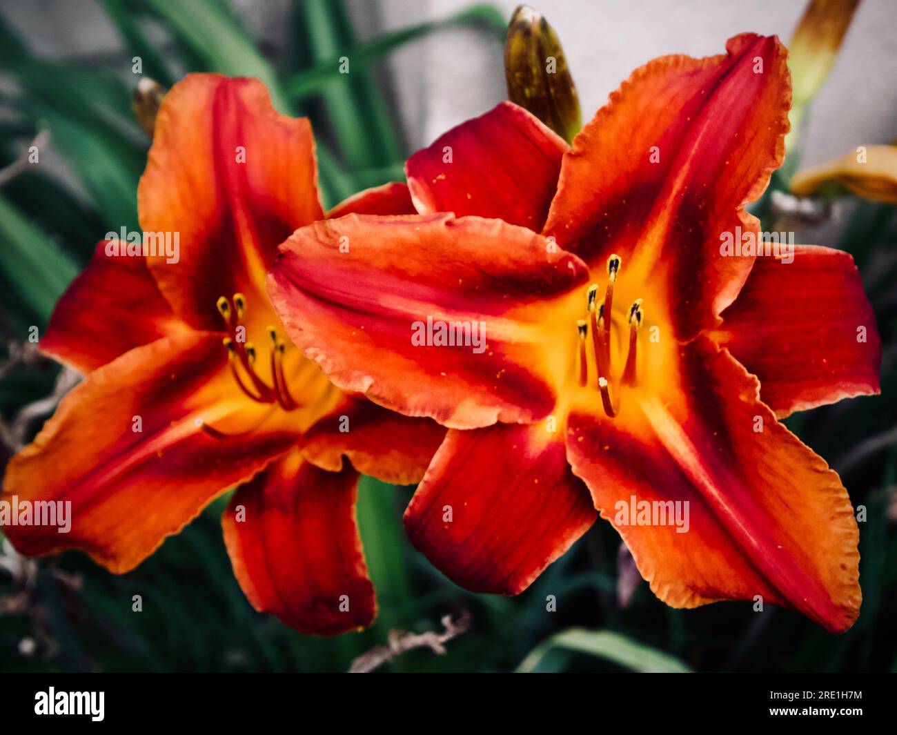 Adobe lily hi-res stock photography and images - Alamy