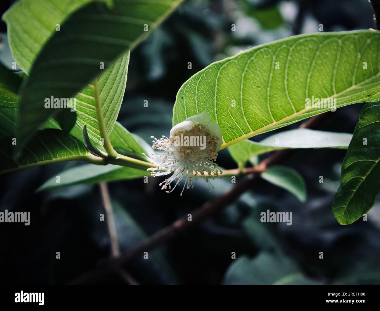 Capturedonlumix hi-res stock photography and images - Alamy