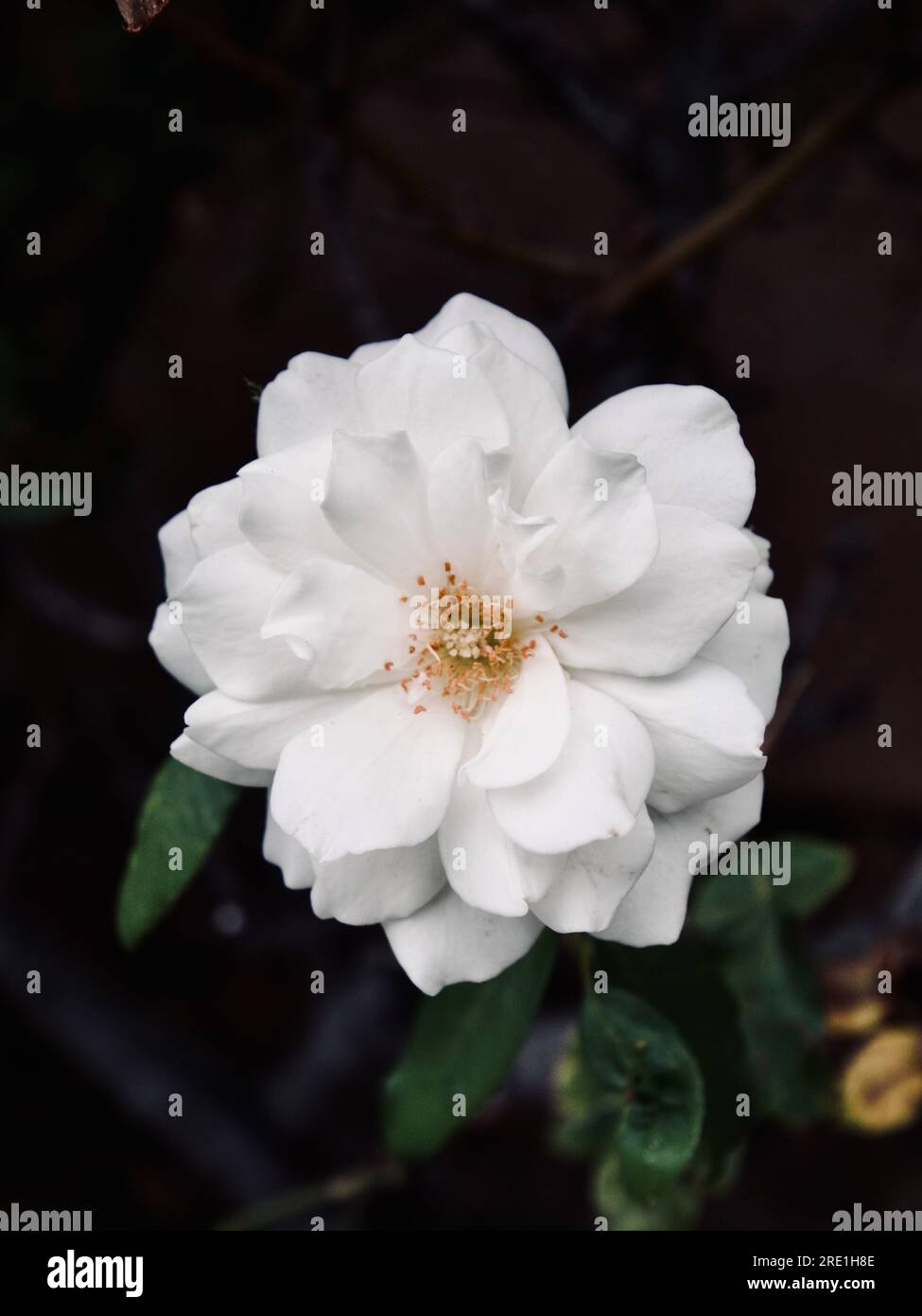 Maria Mathilda Rose Stock Photo - Alamy