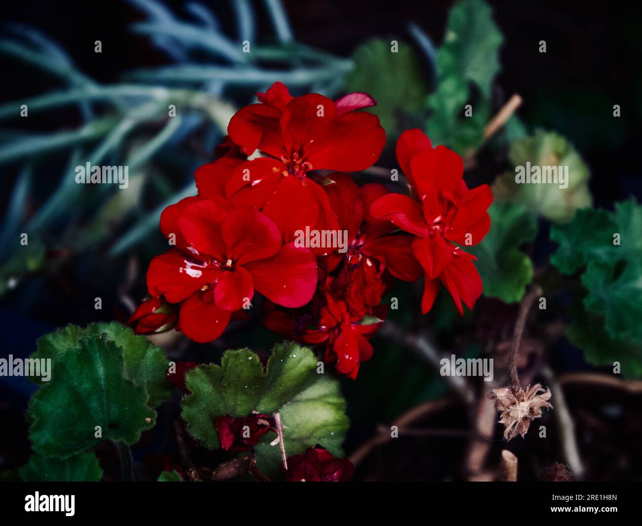 Lumix g100 hi-res stock photography and images - Alamy