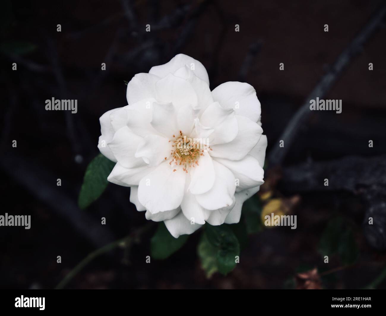 Maria Mathilda Rose Stock Photo - Alamy