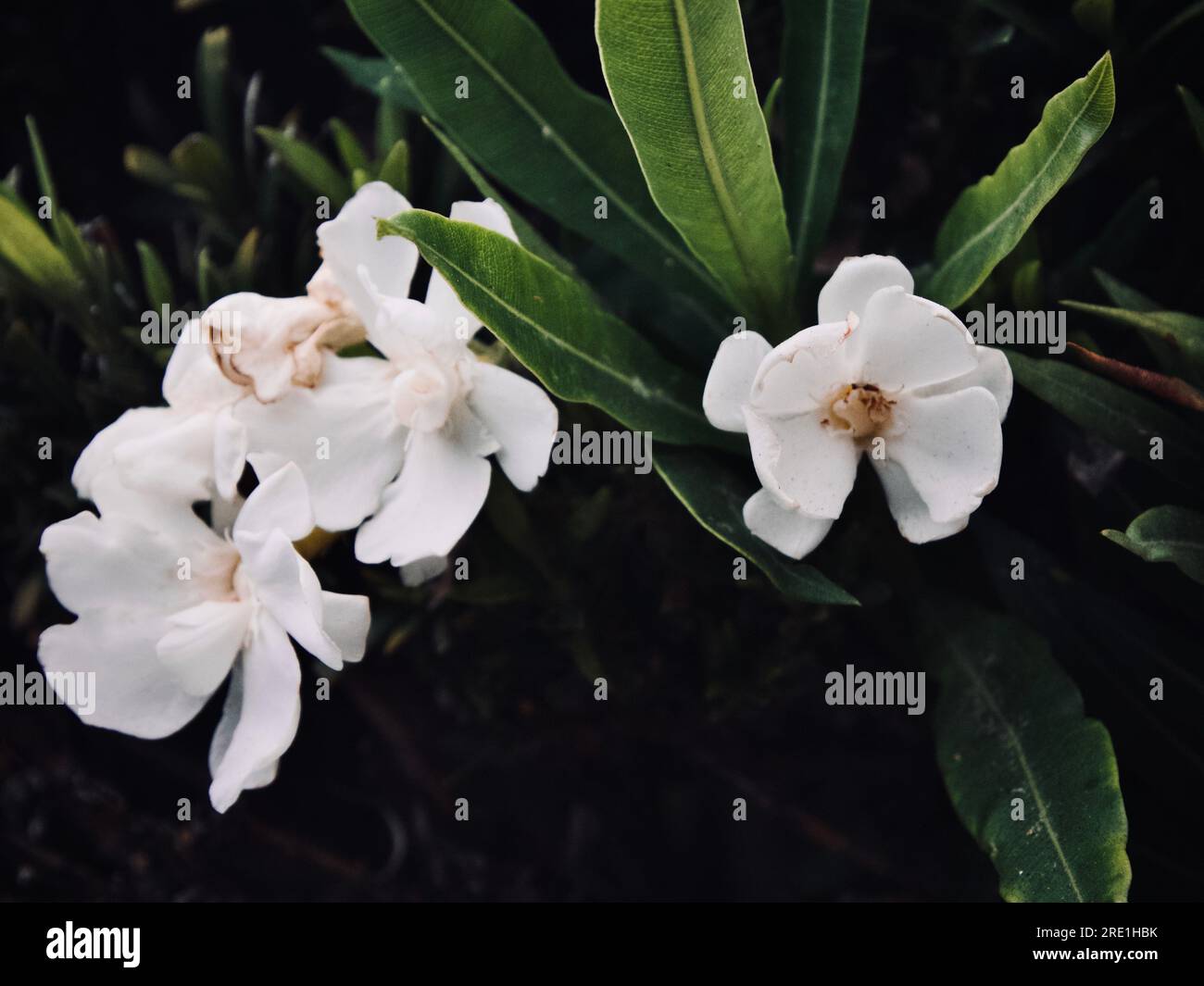 Nerium oleander sunset hi-res stock photography and images - Alamy