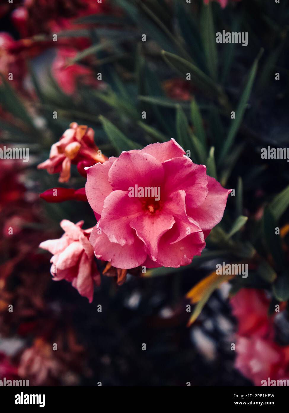 Capturedonlumix hi-res stock photography and images - Alamy