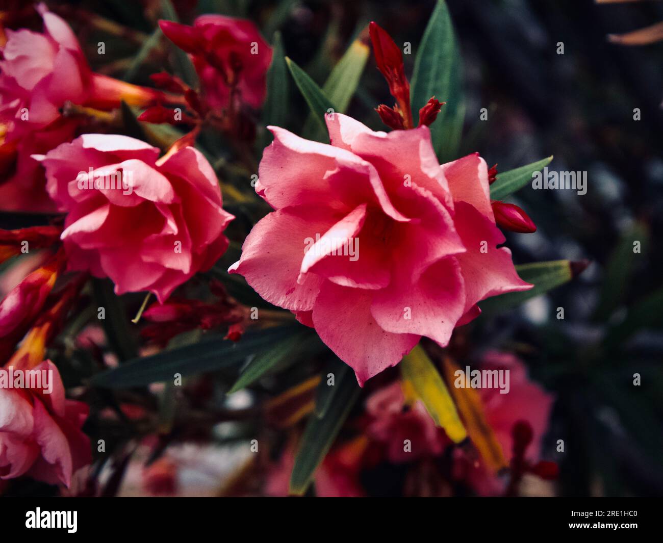 Lumix g100 hi-res stock photography and images - Alamy