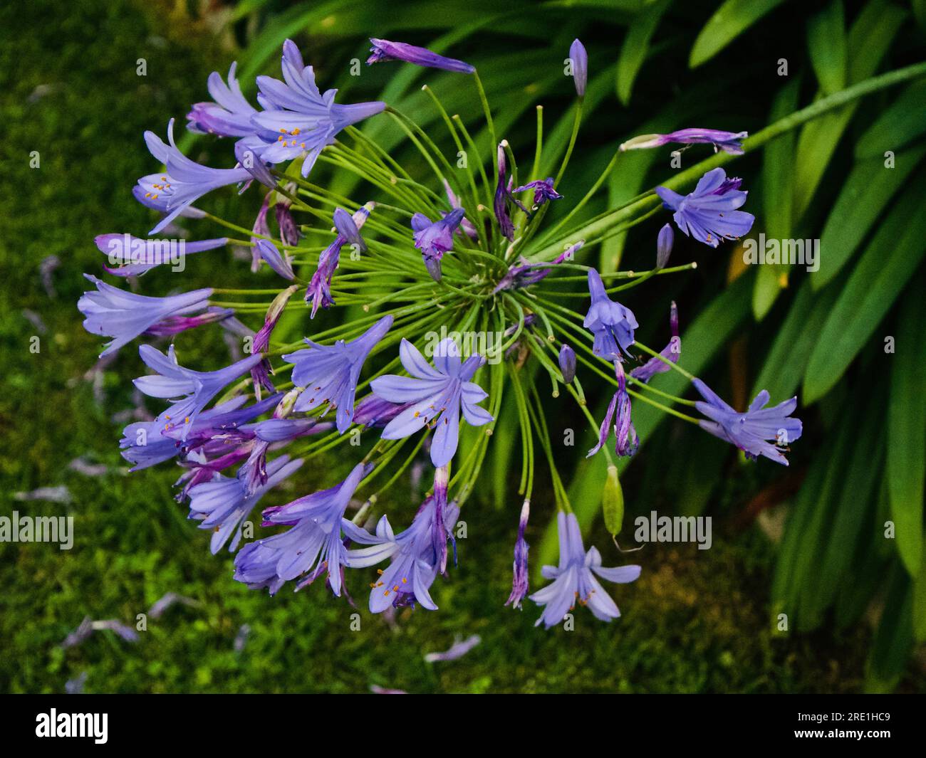 Adobe lily hi-res stock photography and images - Alamy