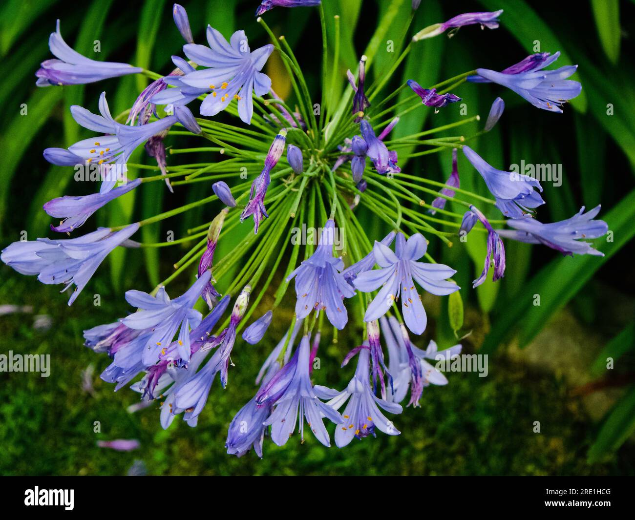 Adobe lily hi-res stock photography and images - Alamy