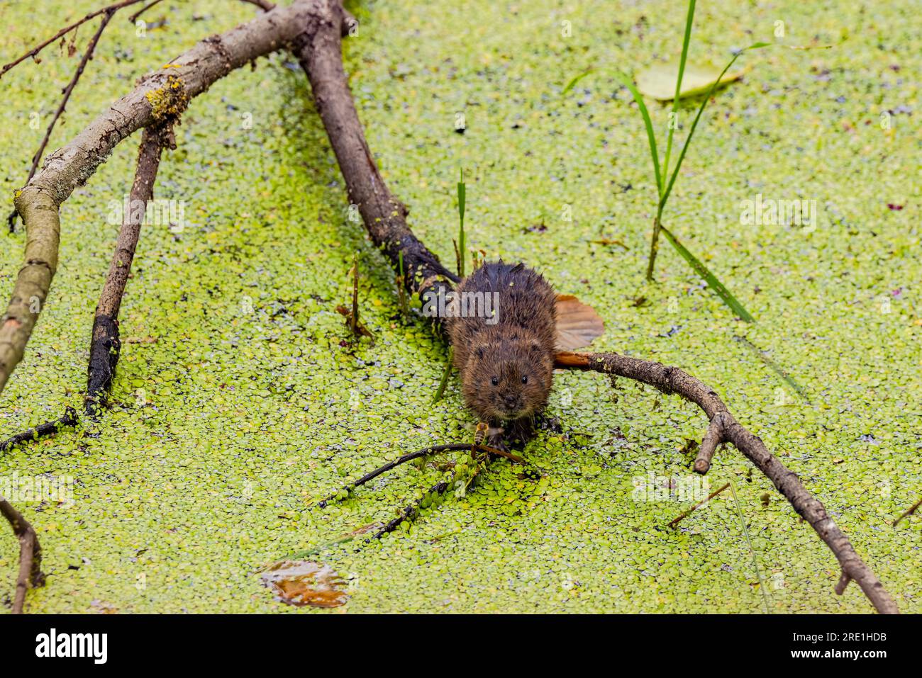 A muskrat (Ondatra zibethicus) as an exotic introduced species is a ...