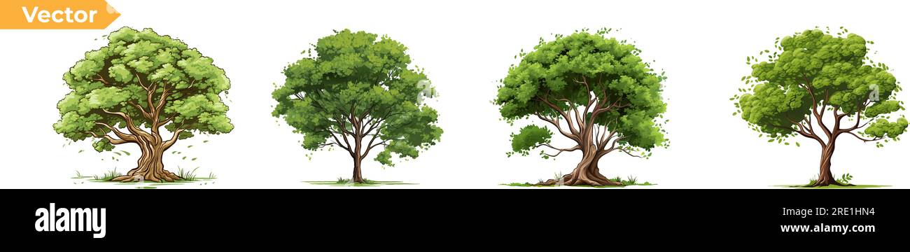 Vector tree set, Tree set illustration. Diversity of trees set on white ...