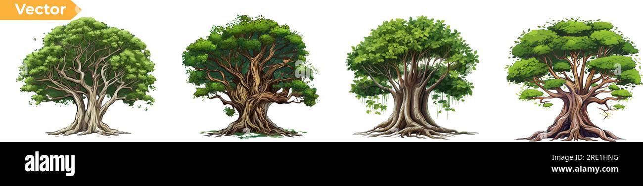 Set of tree vector illustration. Roots of banyan tree vector set ...