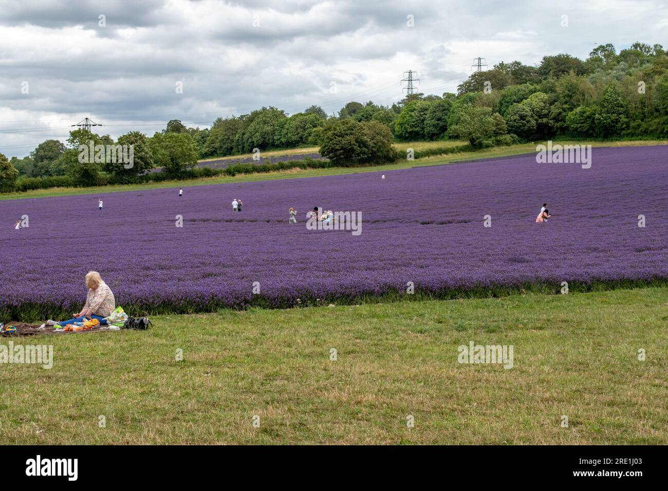 Lavender crop at Castle Farm, Shoreham, kent Stock Photo - Alamy