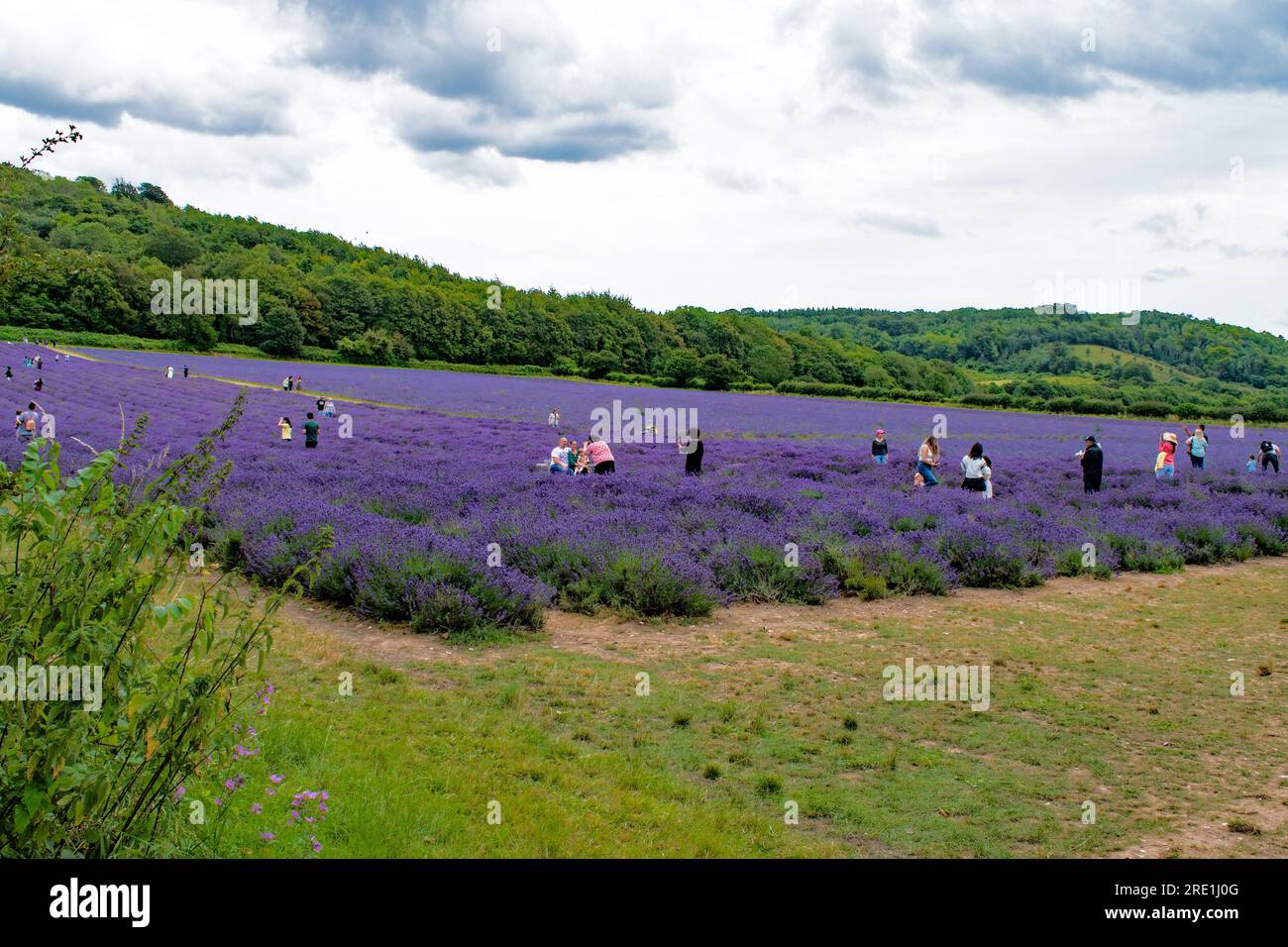 Lavender crop at Castle Farm, Shoreham, kent Stock Photo - Alamy