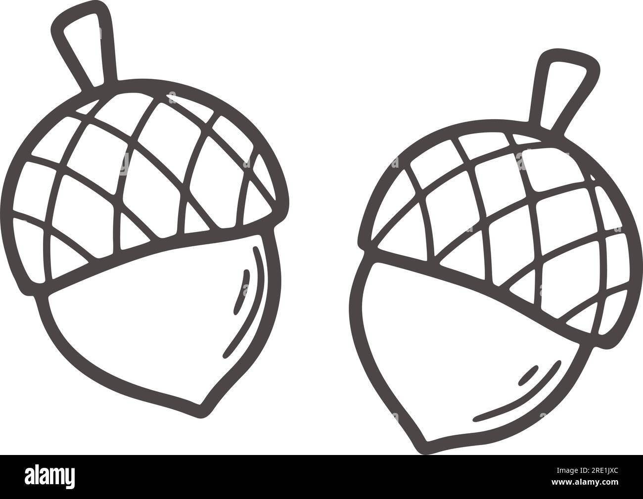 Hand drawn acorns vector illustration. Pair of autumn oak nuts doodle sketch style. Ink sketch ...