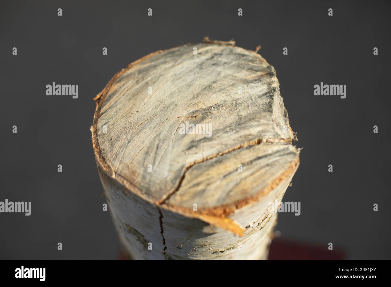 Birch firewood. Stump made of wood. Felled tree. I sawed on birch tree ...