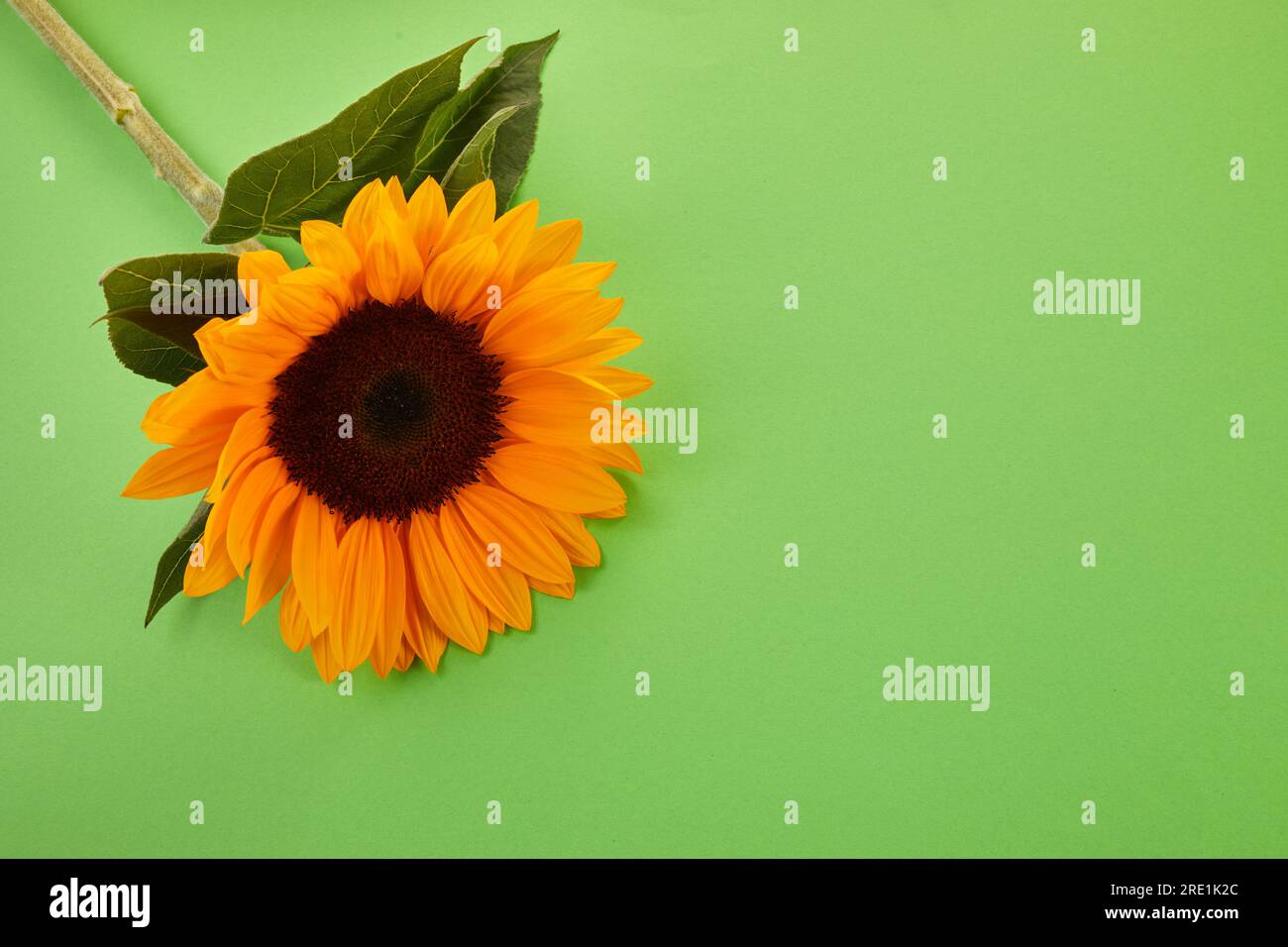 Sunflower on green background. Sunflower symbol of people with ...
