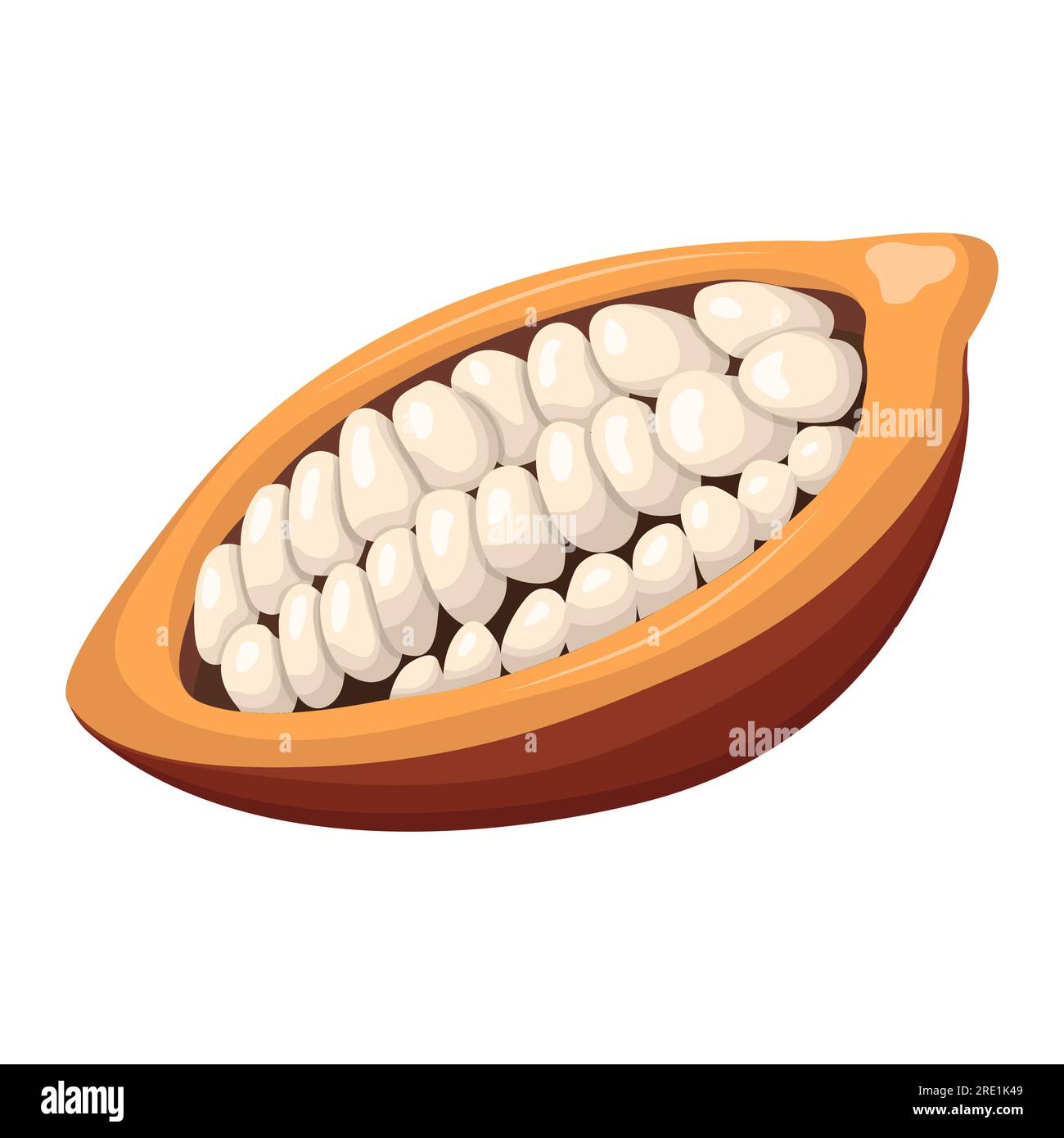 cocoa beans half. vector illustration on a white background Stock ...