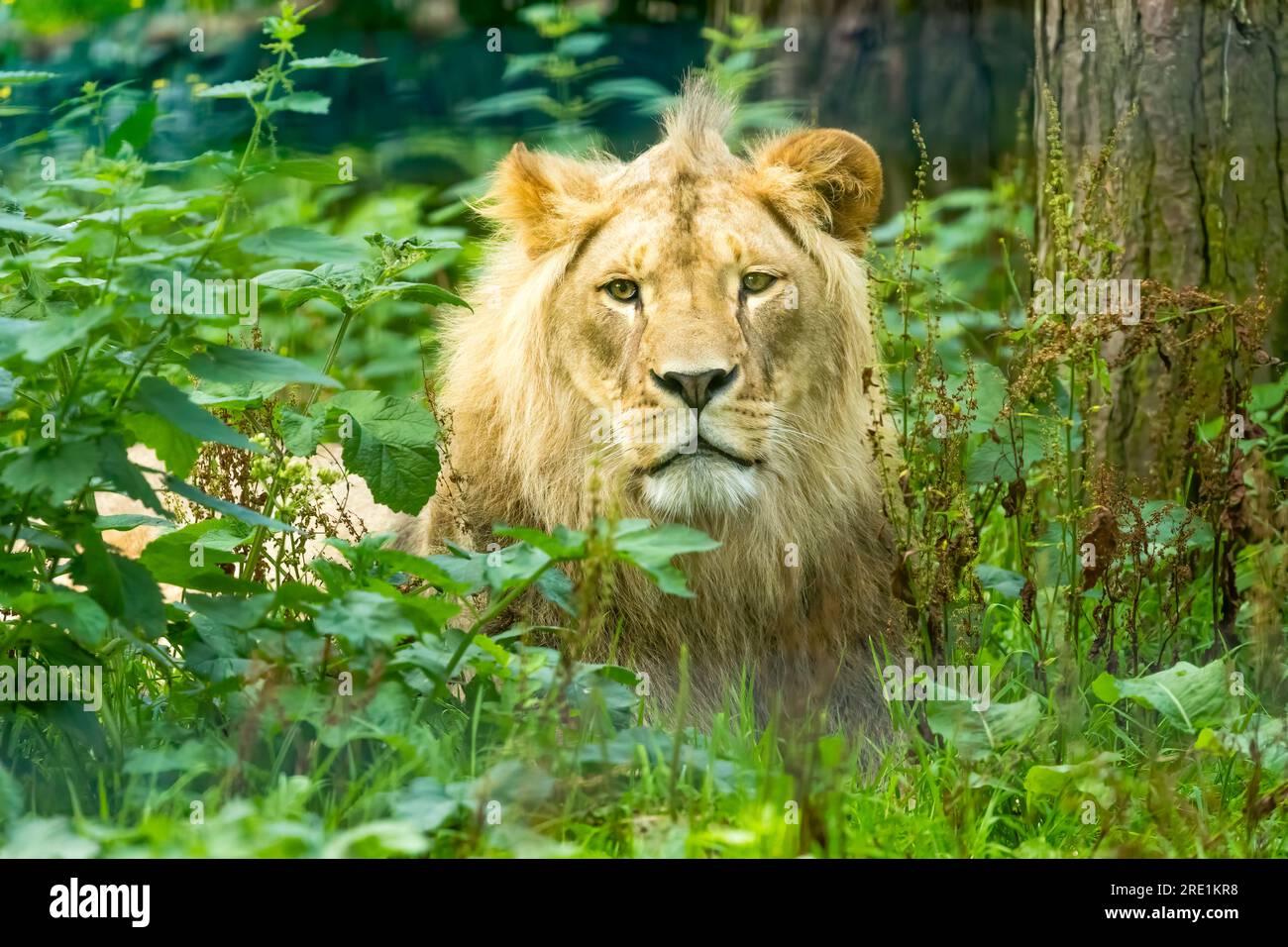 Lion (Panthera leo) Lion sitting down Stock Photo - Alamy