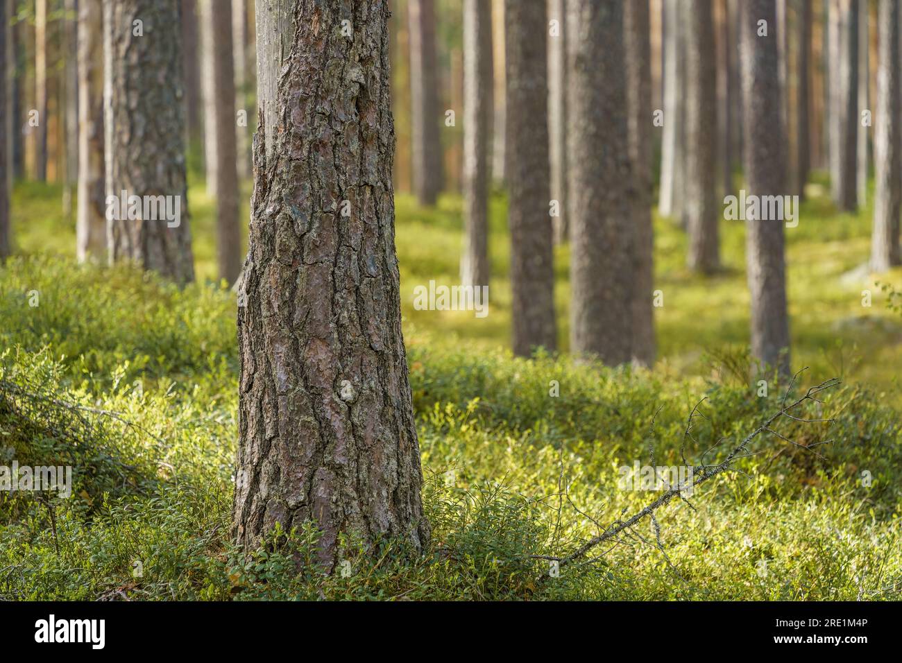 Pine trees in springtime forest. Leivonmaki National Park, Finland ...