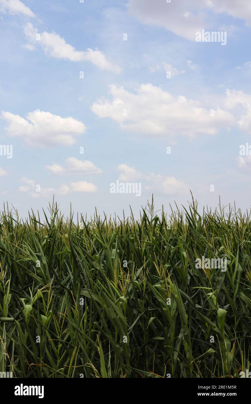 a landscape with a green confield and a blue sky with clouds above ...