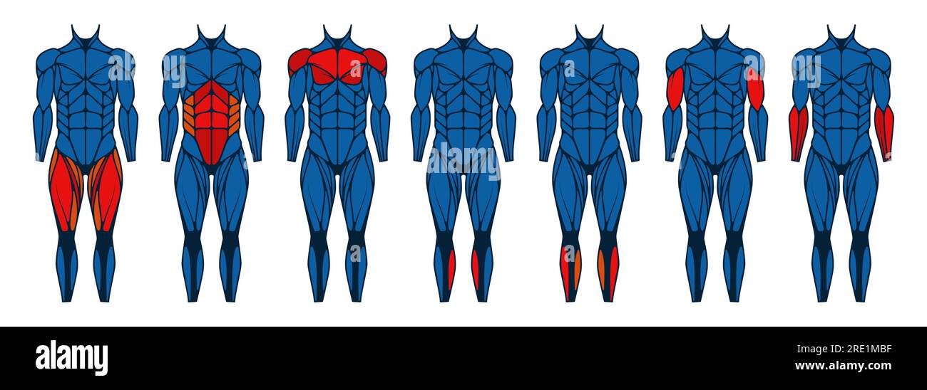 Human body muscle front. Anatomy muscles front view, man arm and chest ...