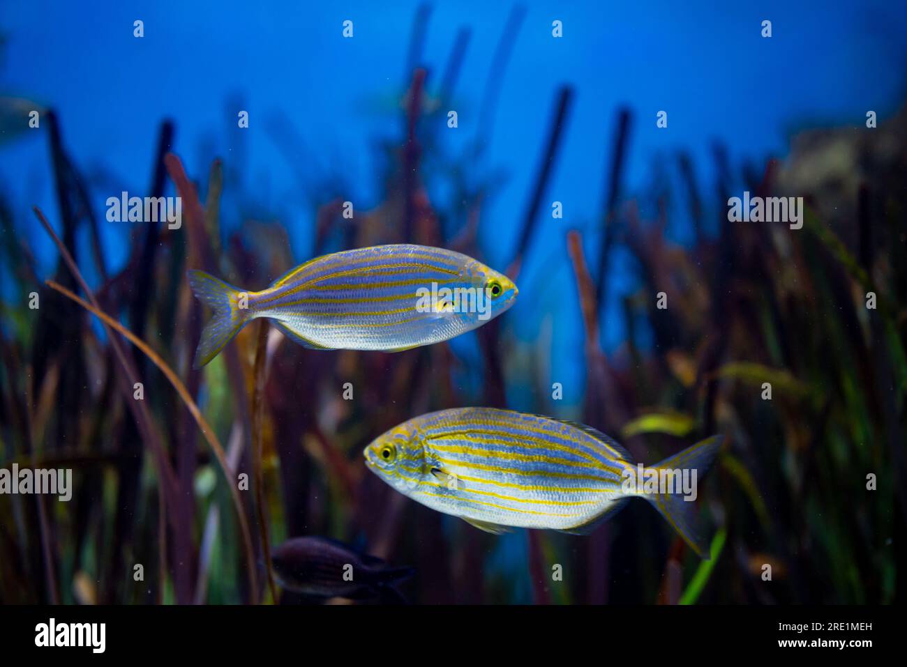 Two Amazing silvery with yellow stripes Salema fishs Stock Photo - Alamy