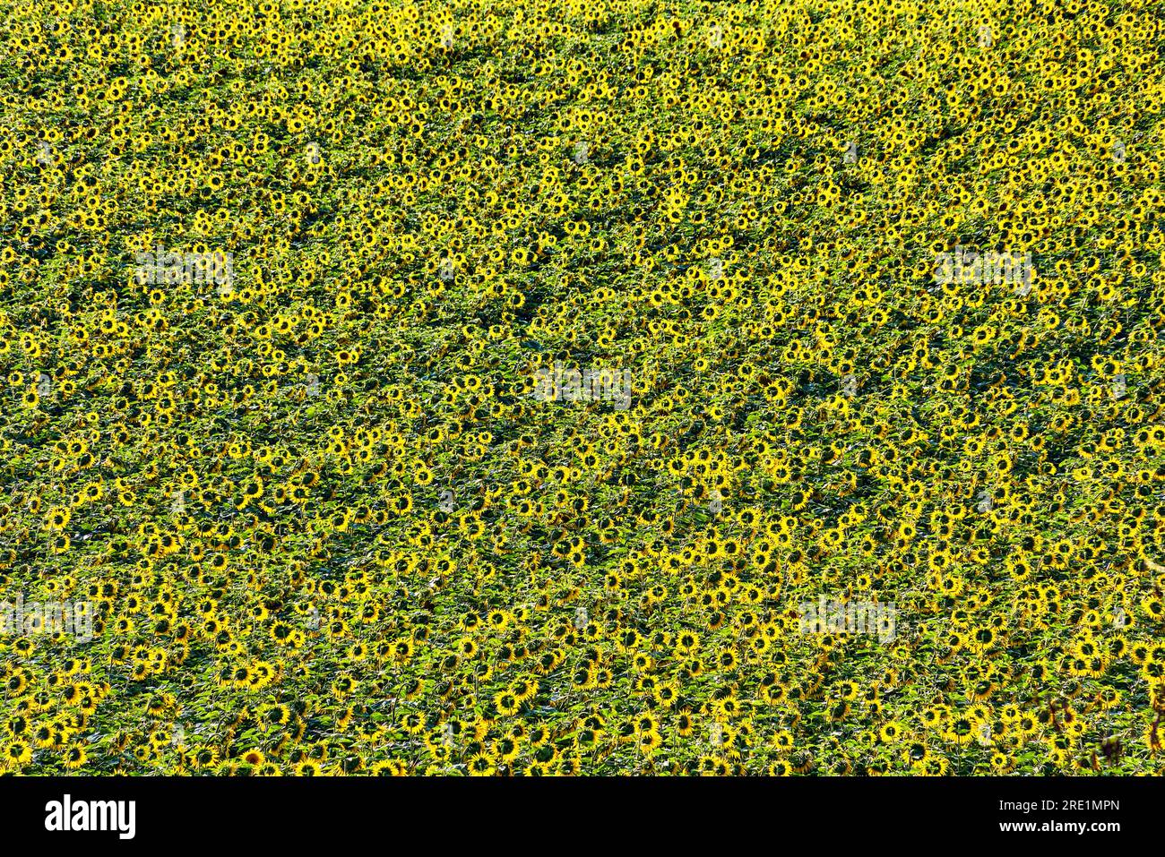 Sunflower field seen from above Stock Photo - Alamy