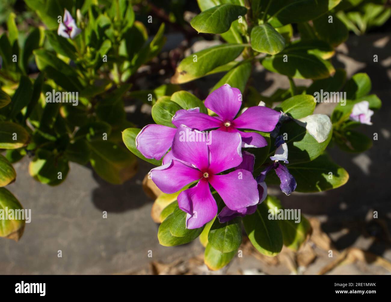 Madagascar Periwinkle flower Stock Photo - Alamy