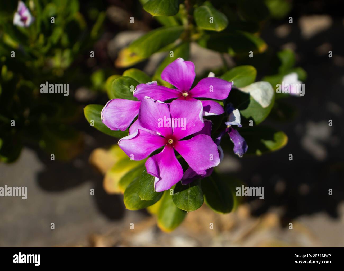 Madagascarperiwinkle hi-res stock photography and images - Alamy