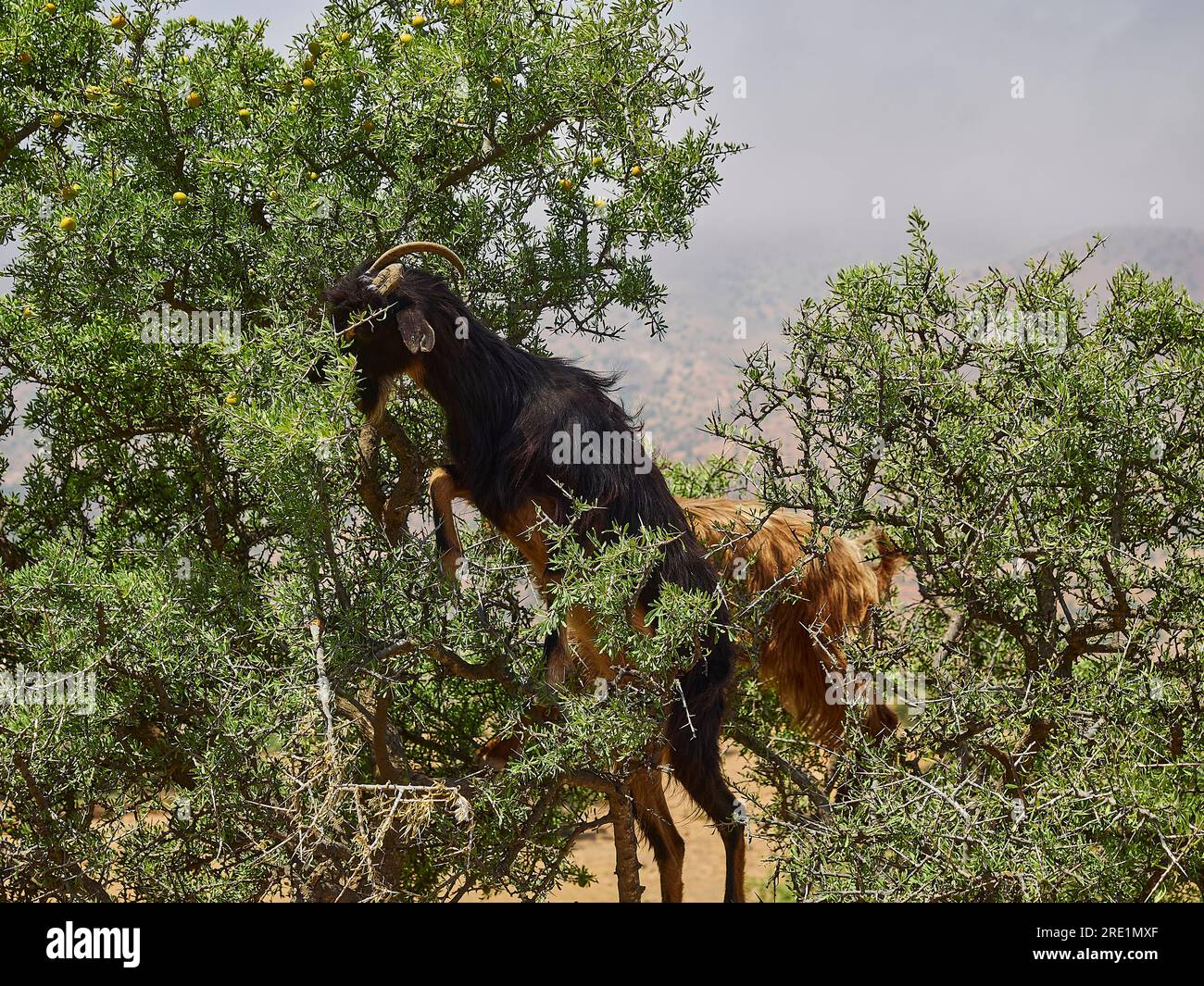 goats standing and climbing in a argan oil tree and feeding from the ...