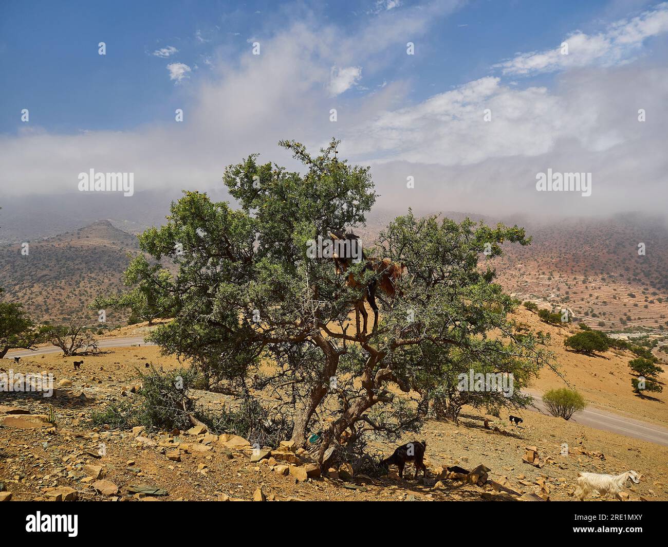 goats standing and climbing in a argan oil tree and feeding from the ...