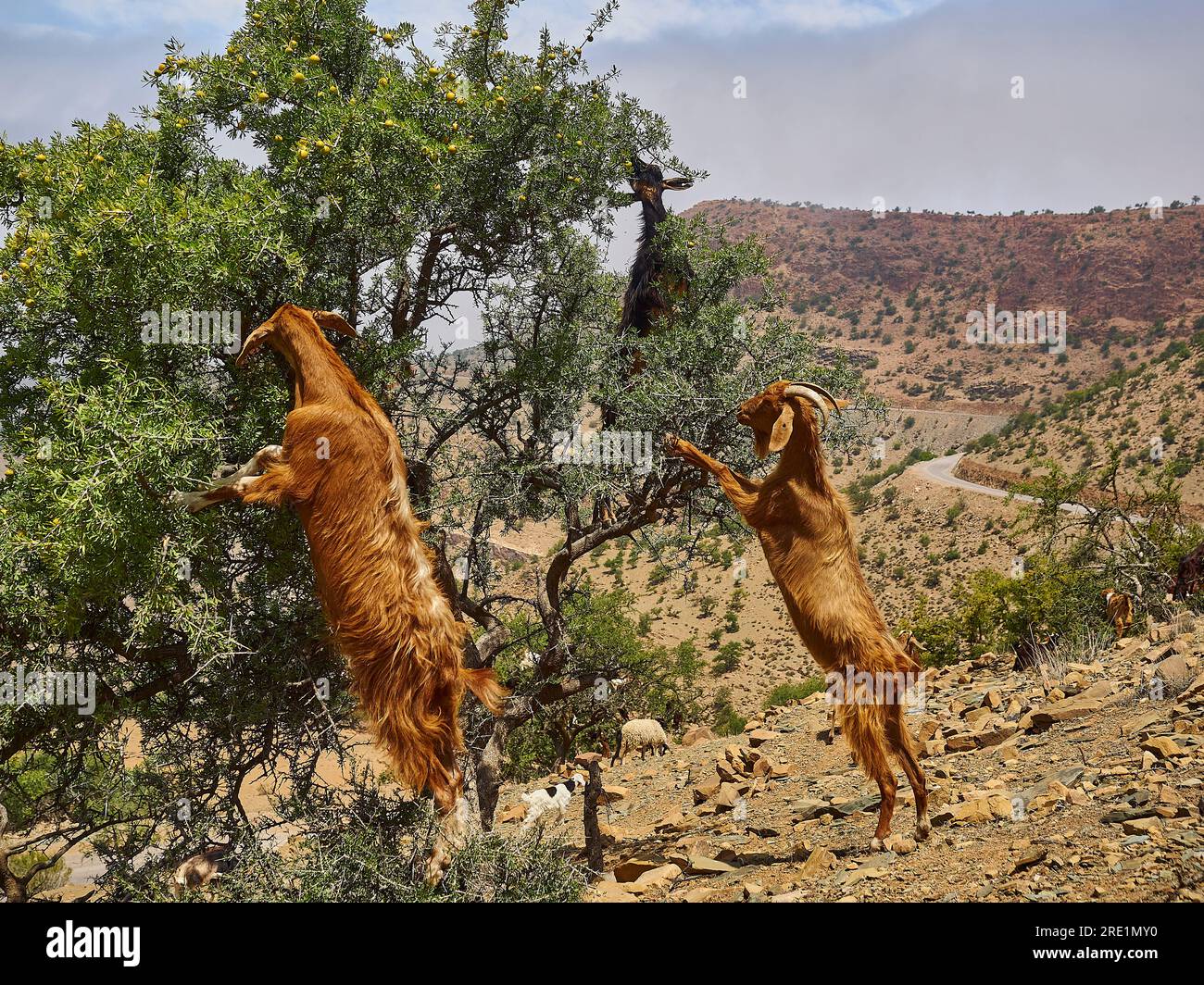 goats standing and climbing in a argan oil tree and feeding from the ...