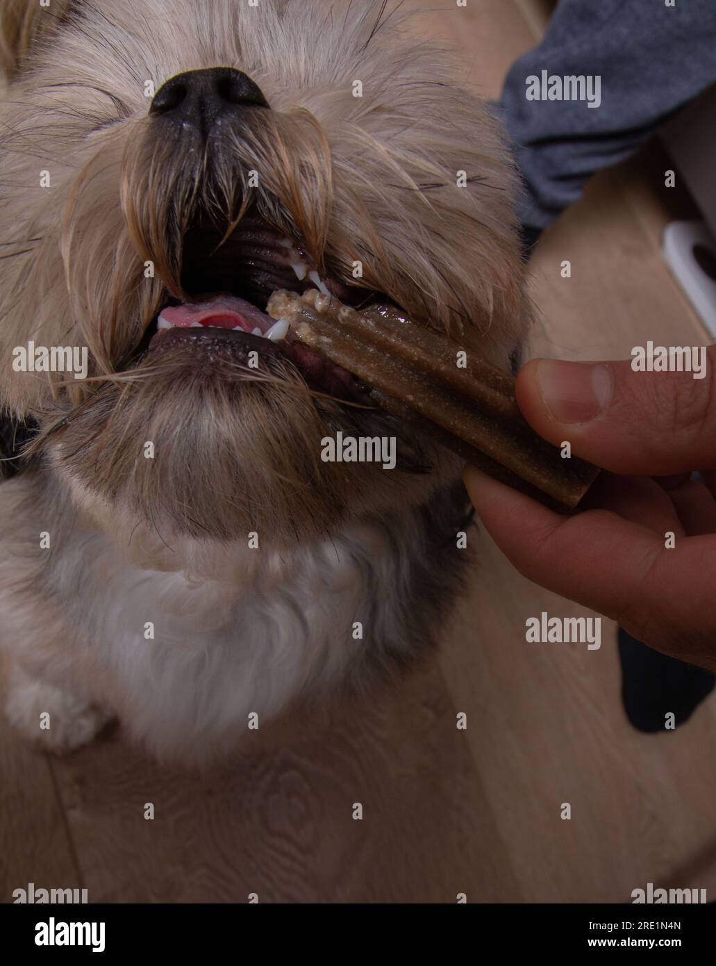 photo of a pedigree dog biting a dental treat close up Stock Photo - Alamy