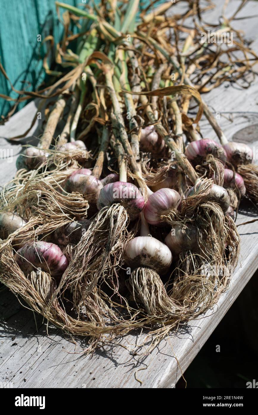 Vegetable photography hi-res stock photography and images - Alamy