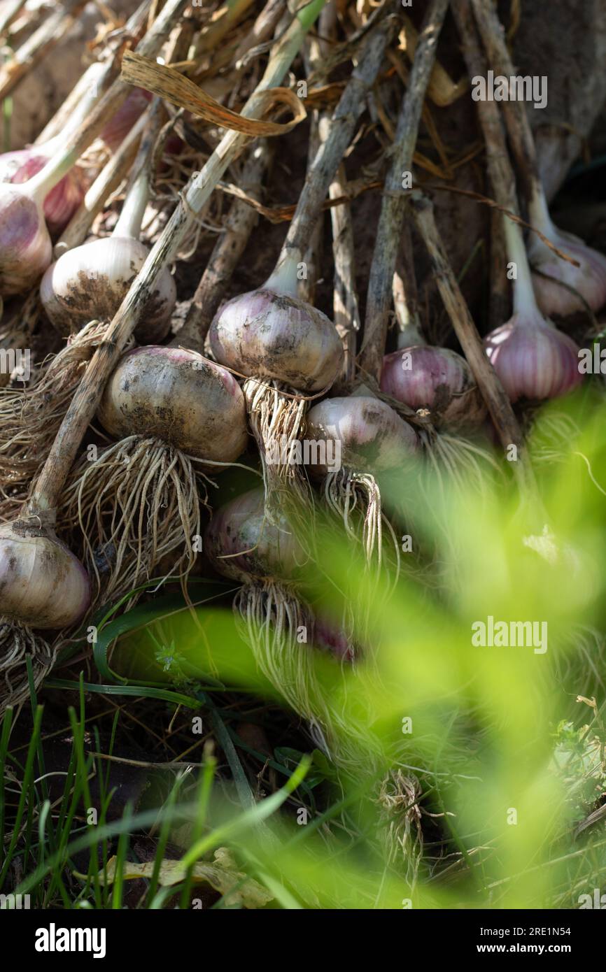 Close-up photo of garlic grown from home garden with dirty roots Stock ...