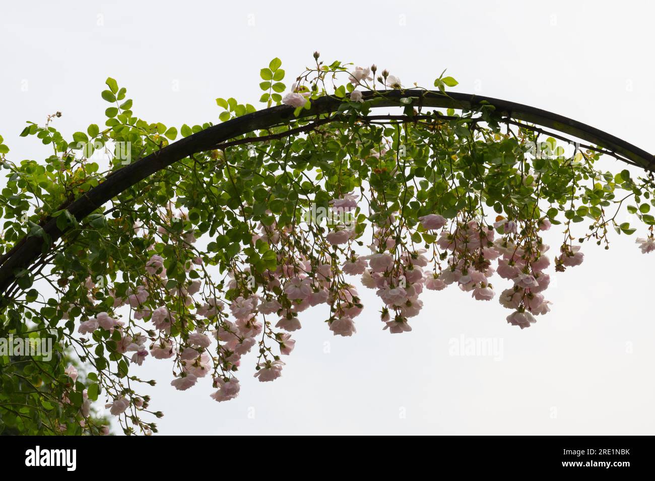 Pale pink summer flowers of rambling rose, Rosa Debutante in UK garden ...