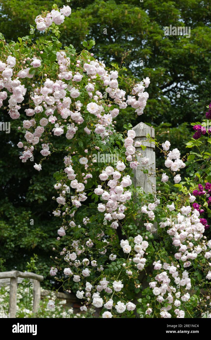Pale pink summer flowers of rambling rose, Rosa Debutante in UK garden ...