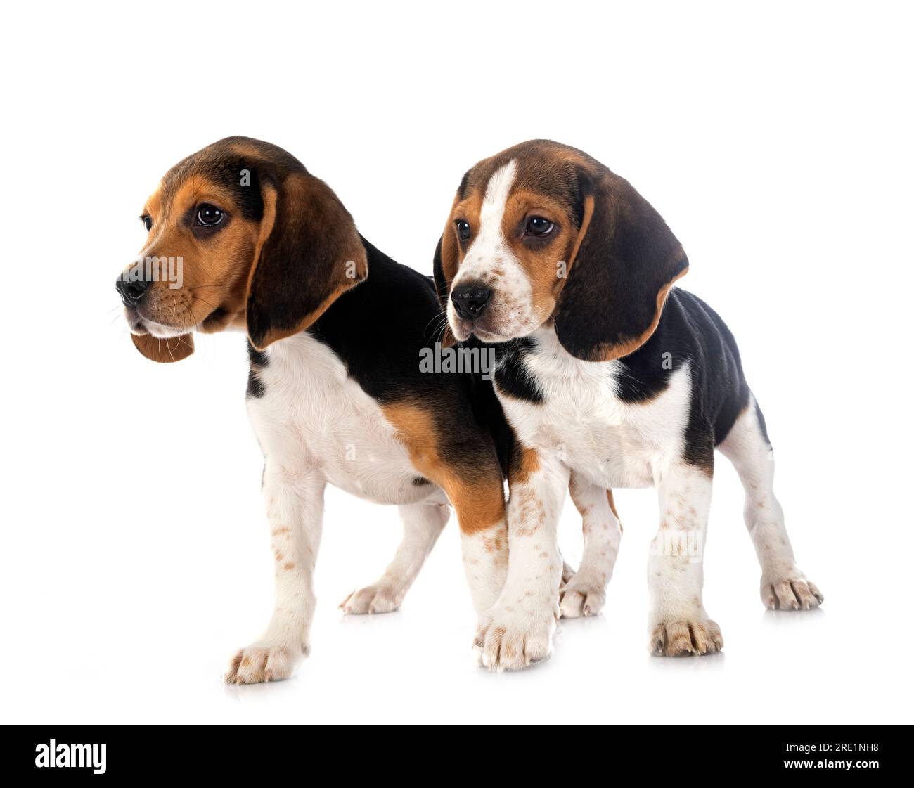 Beagles hunting Cut Out Stock Images & Pictures - Alamy