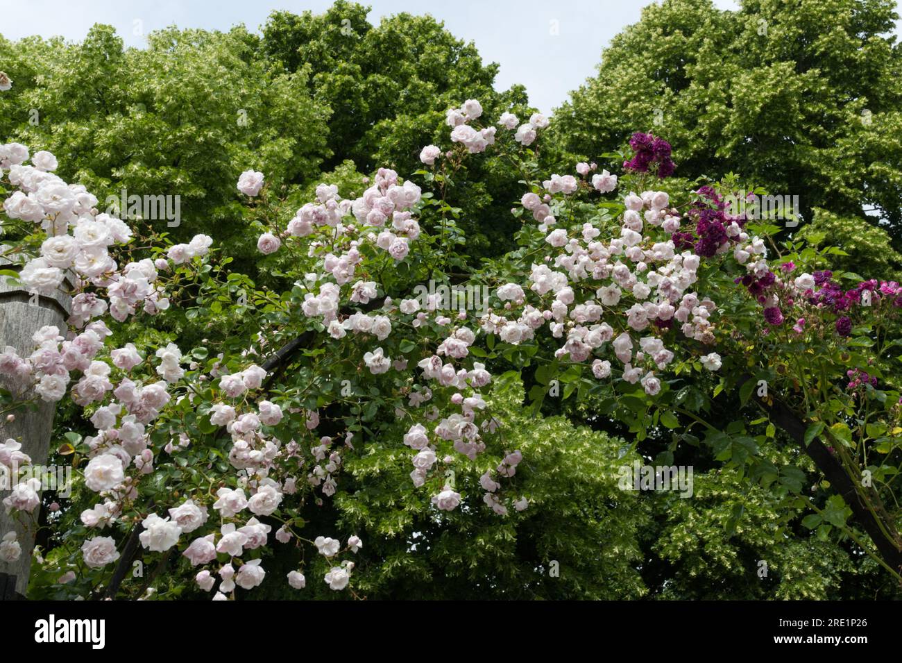 Debutante rosa hi-res stock photography and images - Alamy