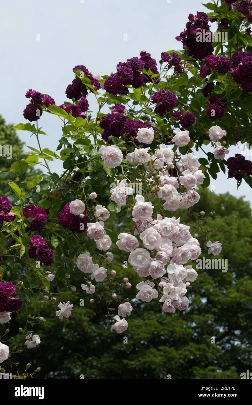 Pale pink summer flowers of rambling rose, Rosa Debutante and purple ...