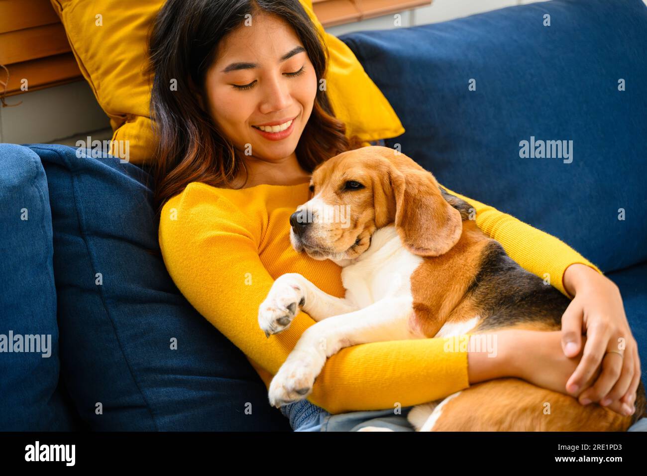 A Beagle puppy, dog running on the floor inside a home during the day ...