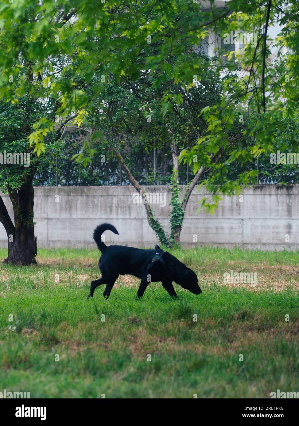 mixed race young black big dog having good time in the park in ...
