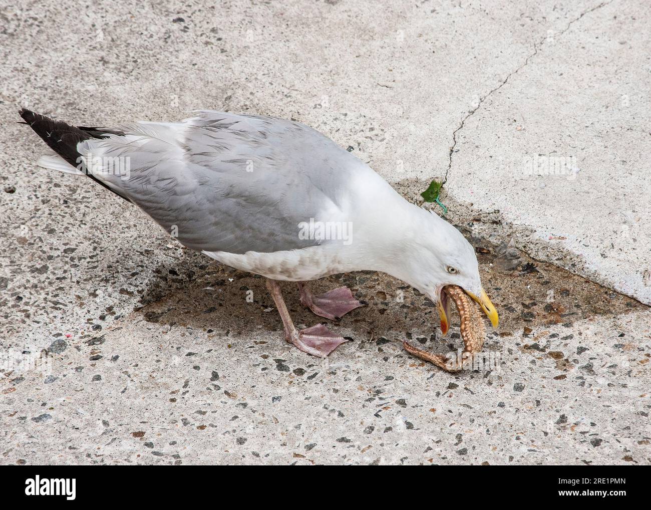 Swallow tail gull bird seagull hi-res stock photography and images - Alamy
