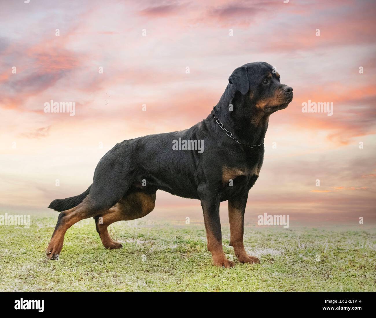 puppy rottweiler running in the nature in summer Stock Photo - Alamy