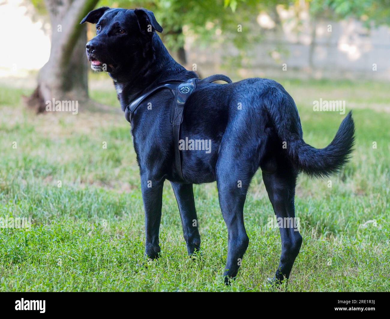 mixed race young black big dog having good time in the park in summertime. Dogs during heat wave ...