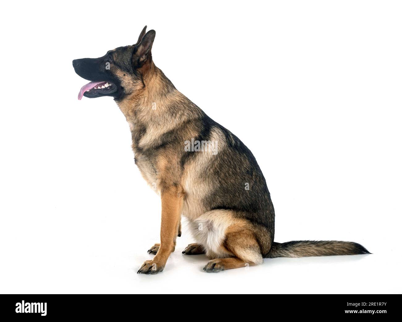 young german shepherd in front of white background Stock Photo - Alamy